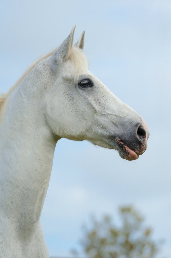 Portrait De Cheval Blanc Dans La Fleur Image stock - Image du couleur ...