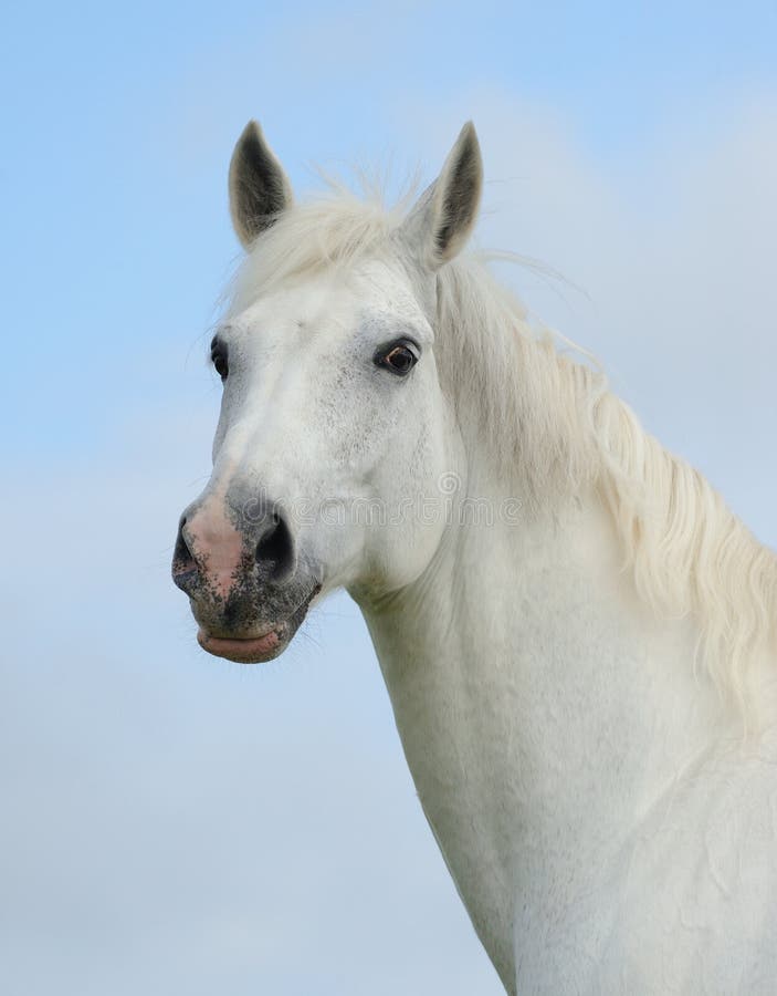 Portrait d'un cheval blanc photo stock. Image du cache - 40594802