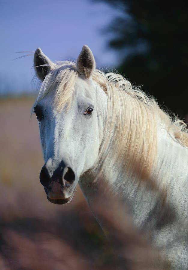 Portrait D'un Cheval De Camargue Image stock - Image du race, beau ...