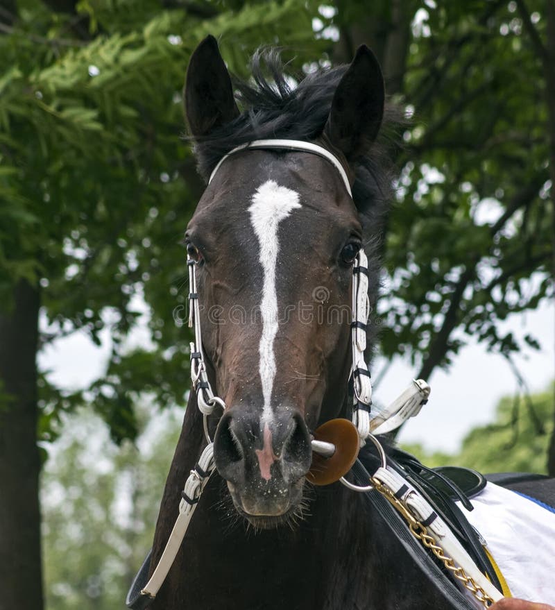 Portrait D'un Cheval De Pur Sang Photo stock - Image du racehorse ...