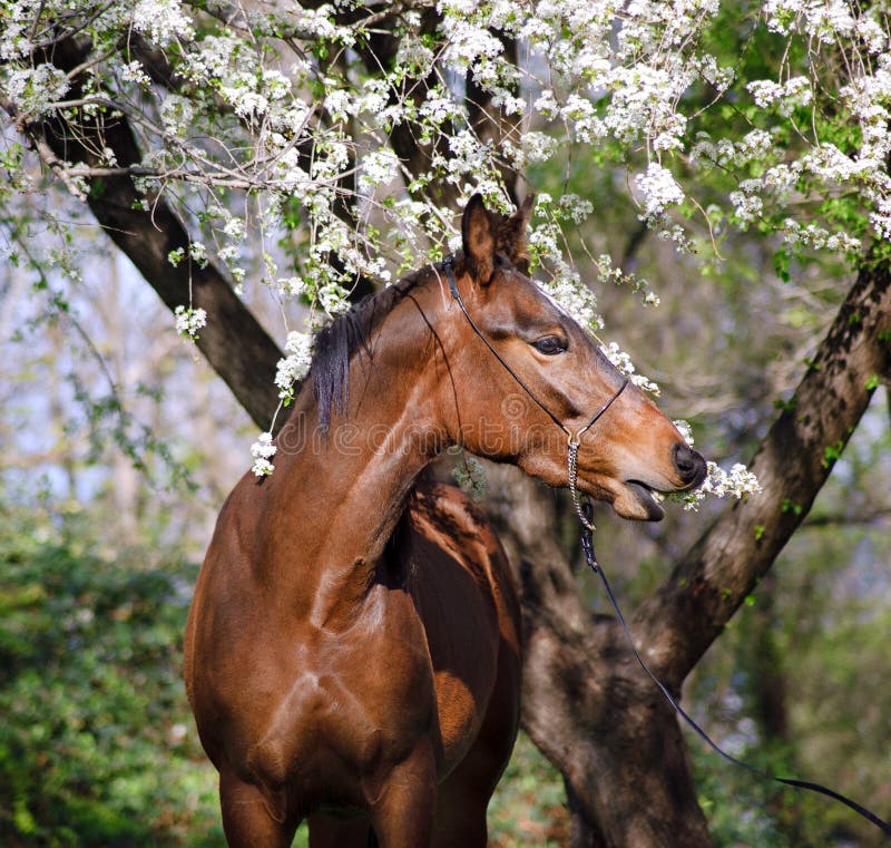 Le Grand, Beau Cheval Brun Devient Au Courant D'un Petit Poulain, Qui ...