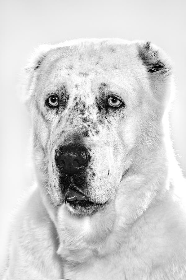 Chien d'Alabai image stock. Image du énorme, géant, noir - 48512581