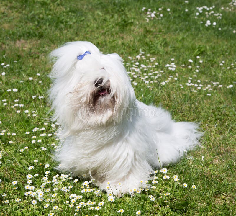 Portrait D'un Chien : Coton De Tulear Photo stock - Image du mignon ...
