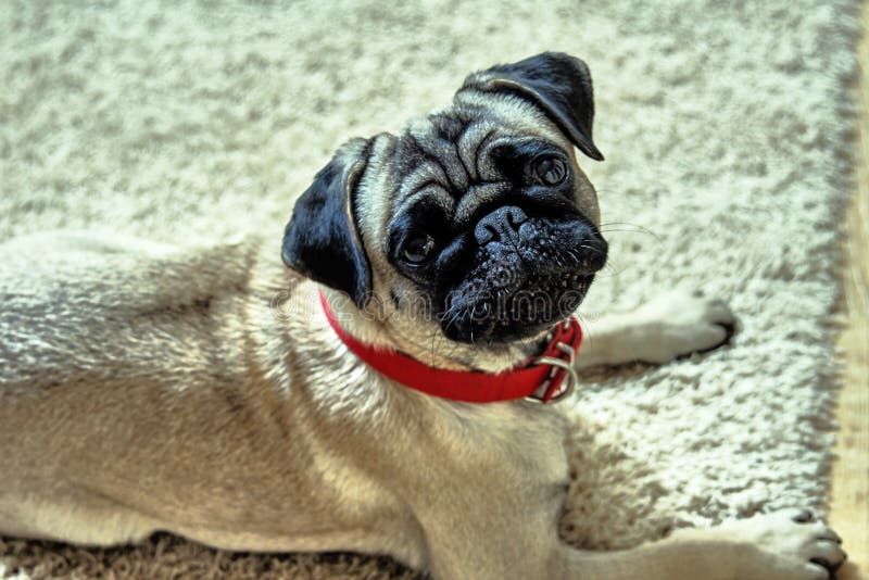 Race de roquet de chien image stock. Image du race, couleur - 71736467