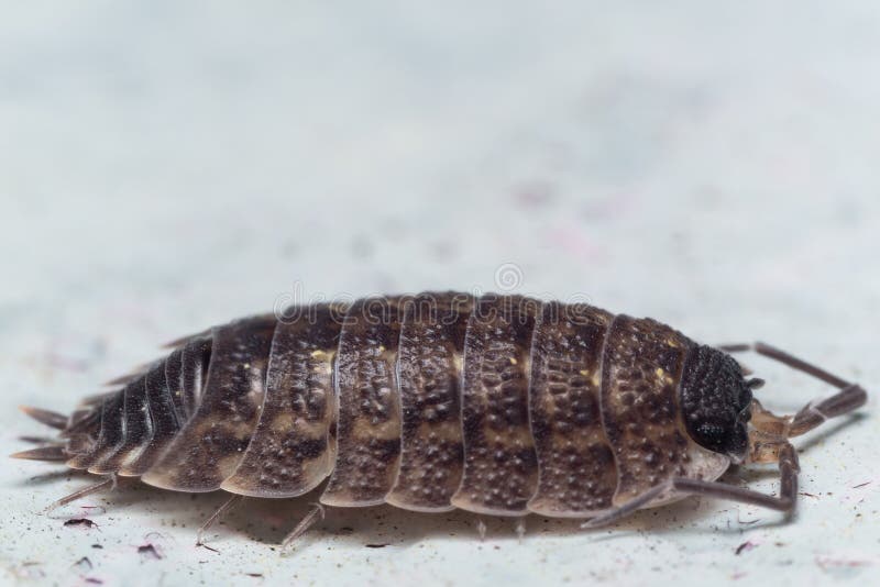 Cloportes Rugueux (scaber De Porcellio) Mangeant Le Lingot Mort Image ...