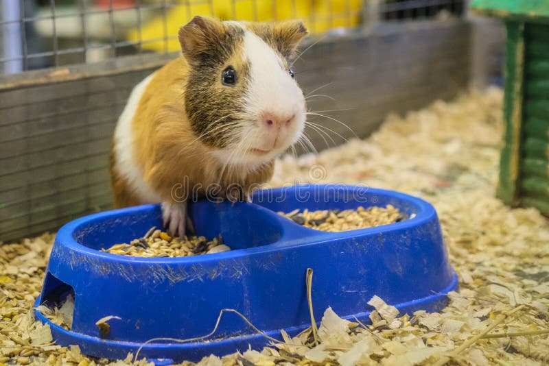 Portrait De La Consommation De Cobayes Photo stock - Image du drôle ...