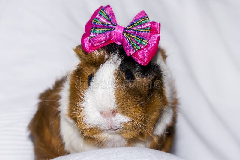 Portrait d'un cobaye photo stock. Image du pets, mammifère - 45749168