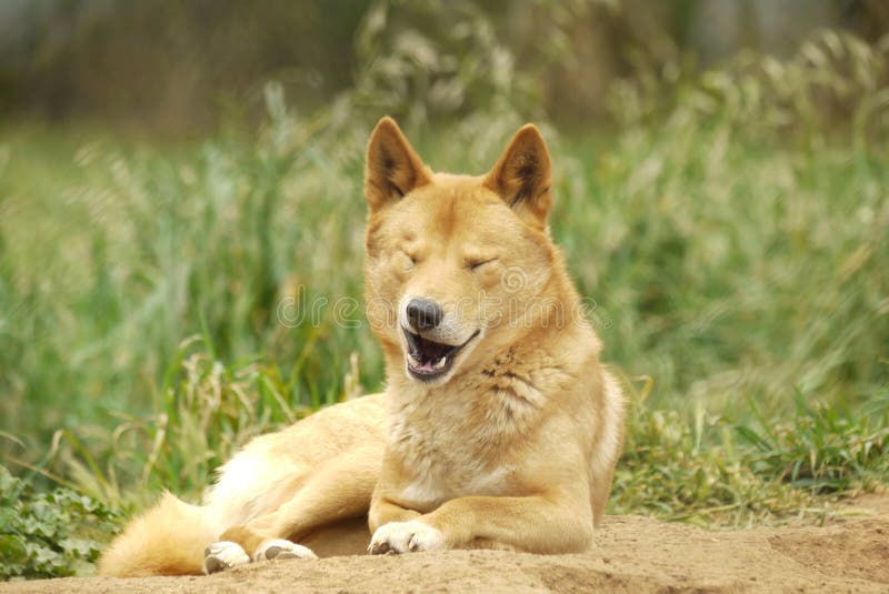 Portrait D'un Chien Dingo Latin : Canis Lupus Dingo De Couleur Marron ...