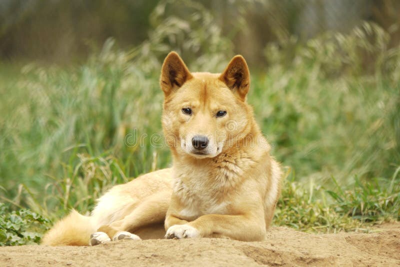 Dingo D'Australien - Chien Sauvage Sur La Plage De Fraser Island Photo ...