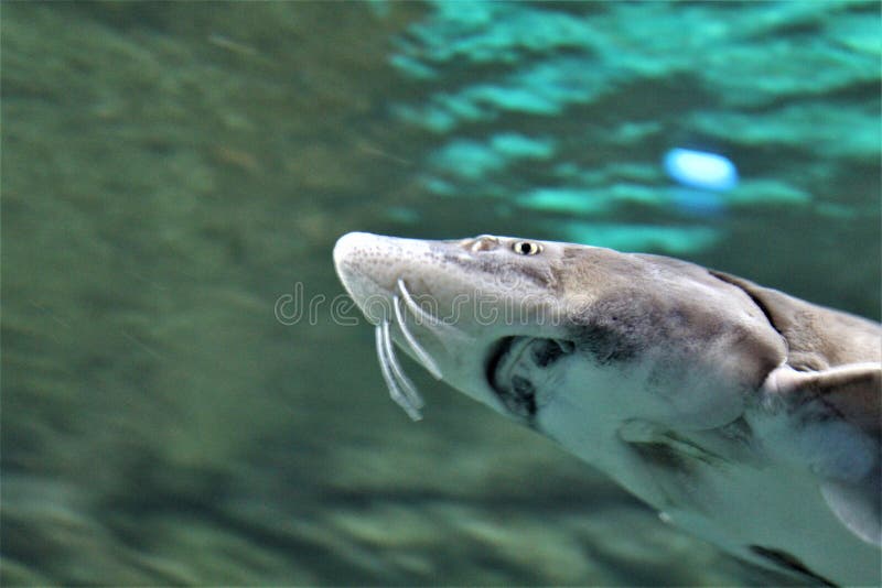 12,056 Photos de Esturgeon - Photos de stock gratuites et libres de ...