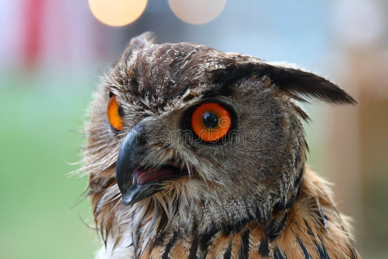 462 Oiseau Avec Les Yeux Rouges Photos libres de droits et gratuites de ...