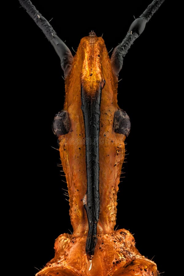 Portrait D'un Insecte D'assassin De Milkweed Photo stock - Image du ...
