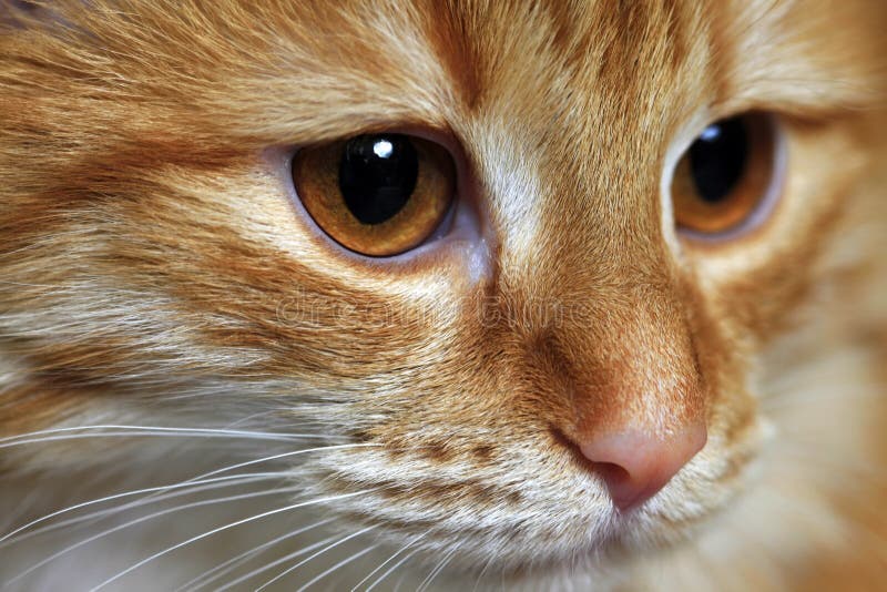 Chat aux yeux verts photo stock. Image du favoris, atterrissage - 48443788