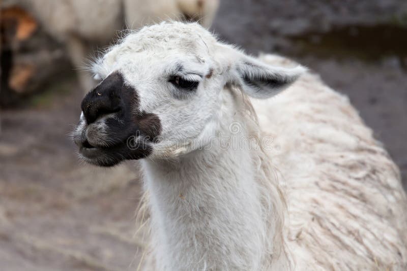 Portrait De Lama Noir Mignon Photo stock - Image du isolement, visage ...
