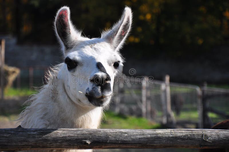 Lama image stock. Image du pomme, longue, lama, comprenez - 24314797