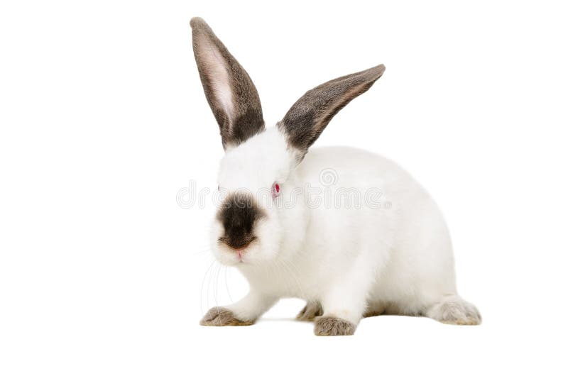 Lapin albinos photo stock. Image du rouge, poilu, albinos - 4941708