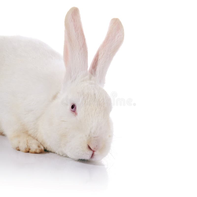 Lapin Blanc Avec Les Yeux Rouges Photo stock - Image du lièvres ...