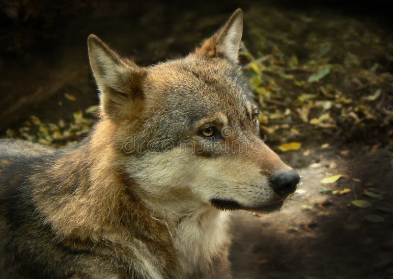 2,231 Profil De Loup Photos libres de droits et gratuites de Dreamstime