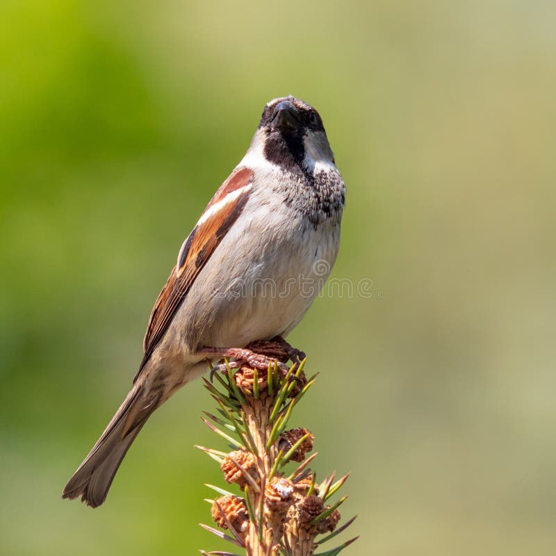 Portrait D'un Moineau Sur Un Arbre Photo stock - Image du clavette ...