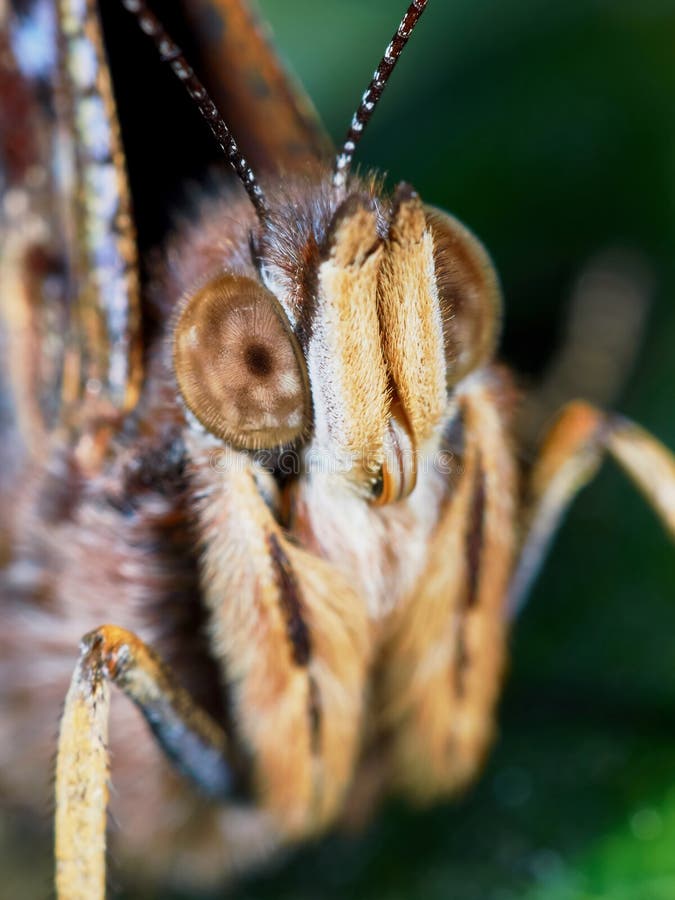 Portrait d'un papillon photo stock. Image du papillon - 77220590