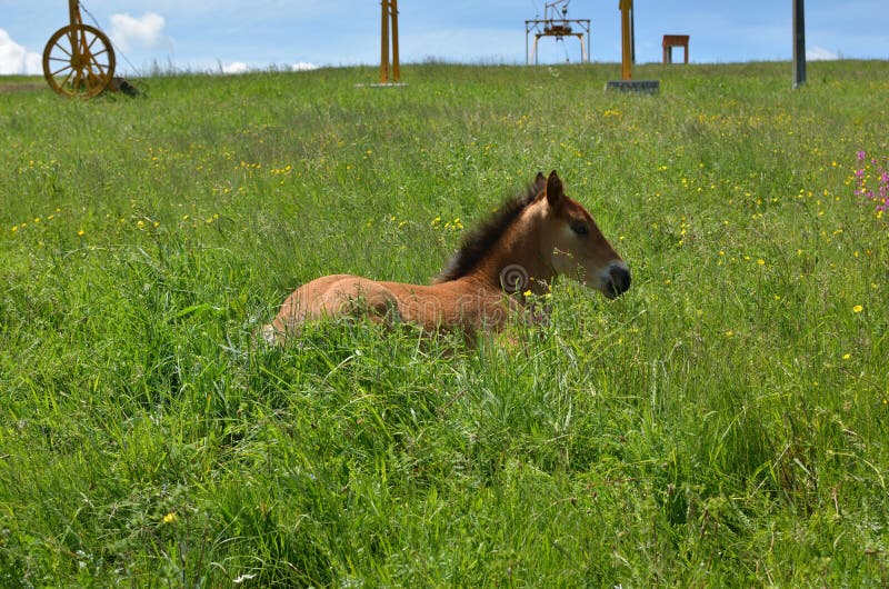 Portrait D'un Poulain Mignon De Mini-cheval Photo stock - Image du ...