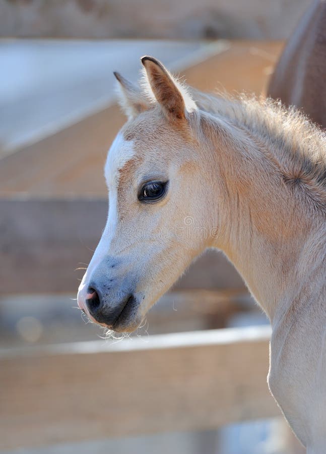 Portrait D'un Poulain D'un Jour De Cheval De Sport Photo stock - Image ...