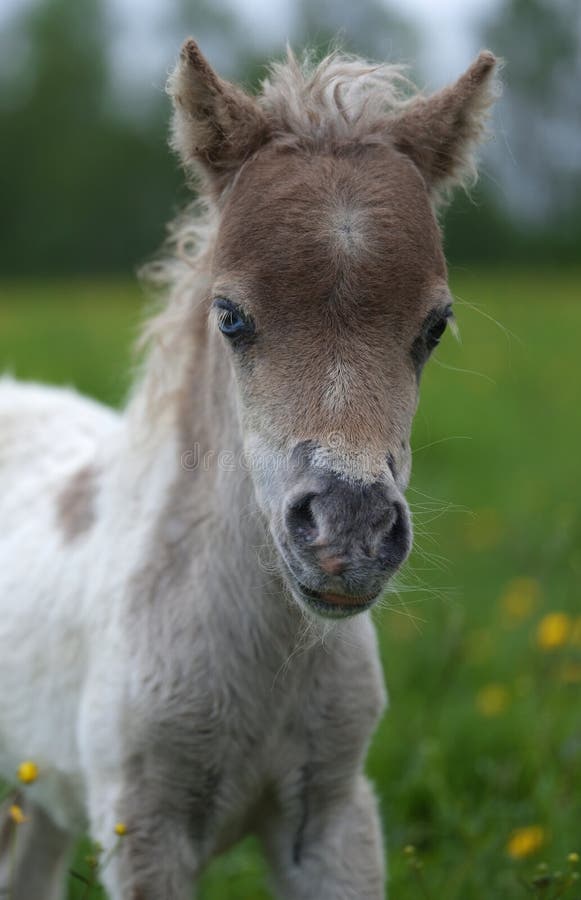 Portrait D'un Poulain Mignon De Mini-cheval Photo stock - Image du ...