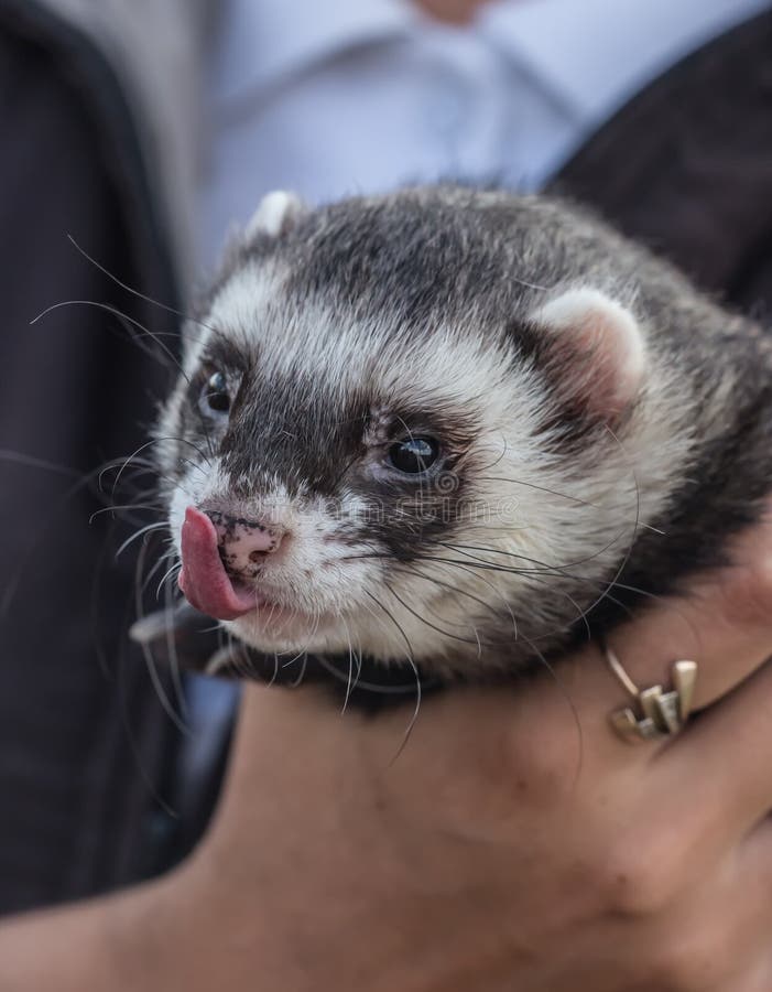 Portrait d'un putois image stock. Image du furet, gens - 32459309