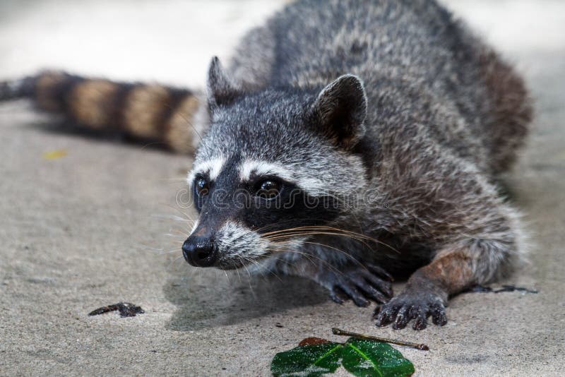 Portrait D'un Raton Laveur Dans Le Profil Photo stock - Image du mignon ...