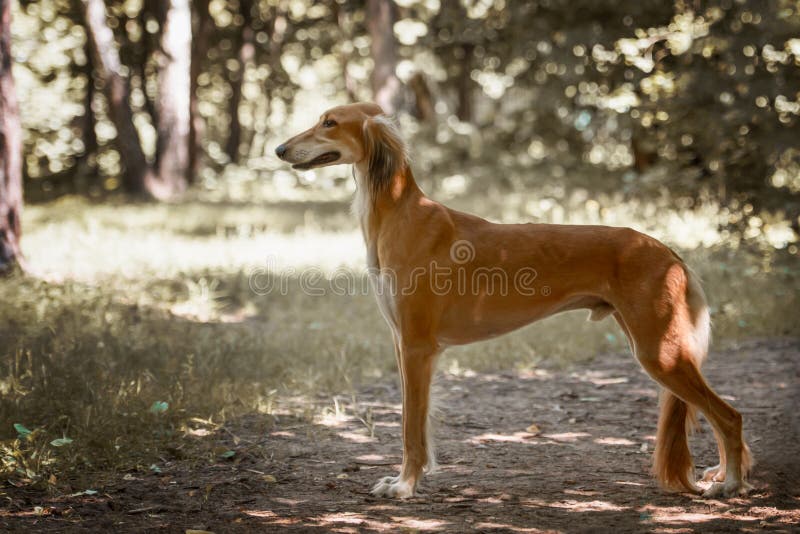 Chien Arabe De Sloughi d'isolement Sur Un Blanc Photo stock - Image du ...