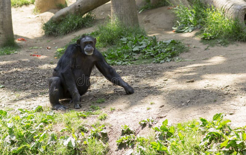 Grand singe noir photo stock. Image du noir, grand, singe - 23801478