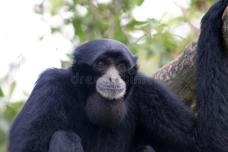 Portrait D'un Singe Noir D'hurlement Dans L'arbre Photo stock - Image ...