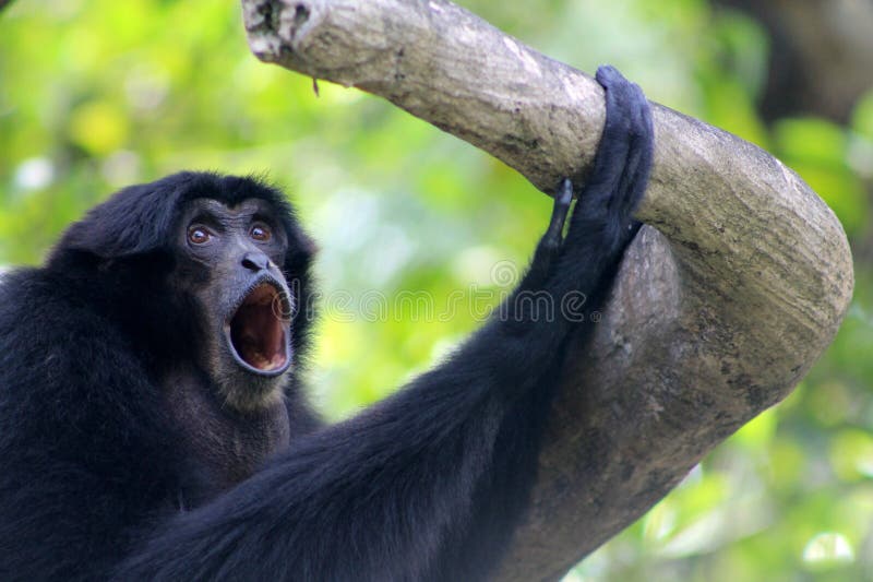 Portrait D'un Singe Noir D'hurlement Dans L'arbre Photo stock - Image ...