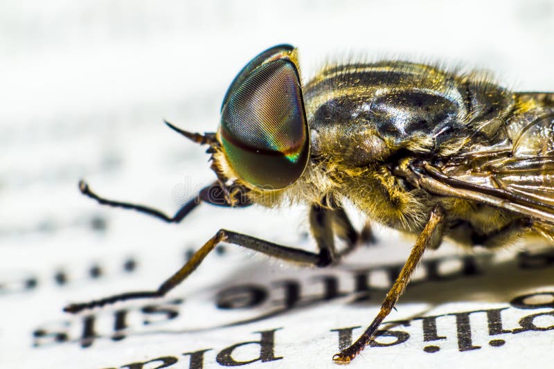 Portrait d'un taon photo stock. Image of pattes, abaissement - 32020160