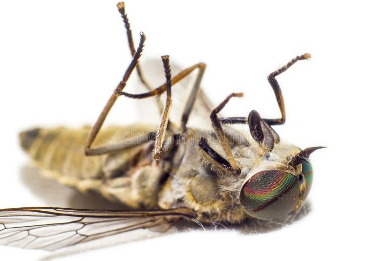 Portrait d'un taon photo stock. Image du collecte, mort - 35820938