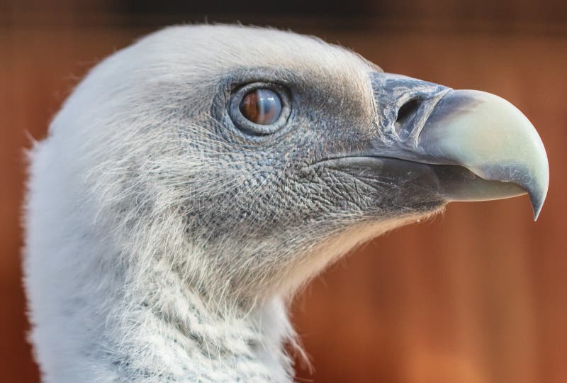 Portrait D'un Vautour Au Zoo Photo stock - Image du oeil, plumage ...