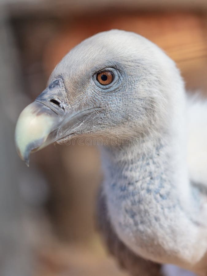 Portrait D'un Vautour Au Zoo Image stock - Image du chasseur, fond ...