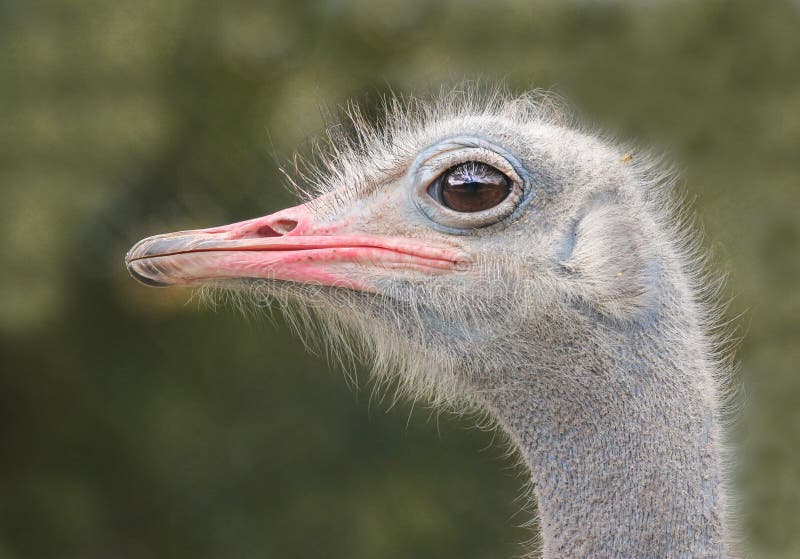 Portrait De L'autruche Sur Fond Vert Photo stock - Image du nature ...