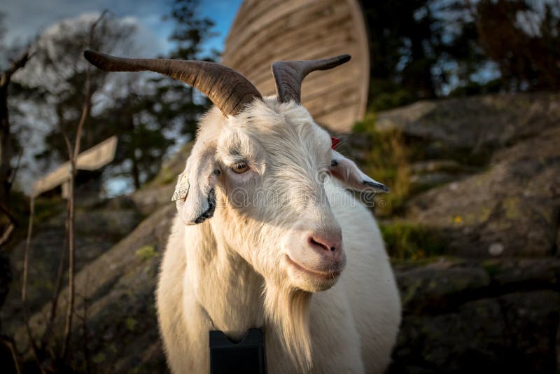 Portrait D'une Chèvre Blanche De Ferme Image stock - Image du cheveu ...