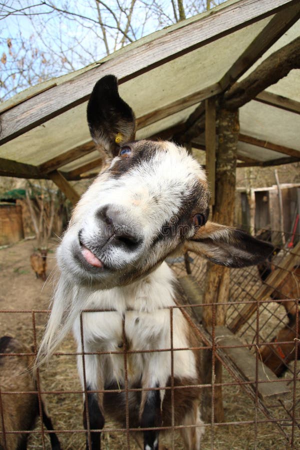 Portrait D'une Chèvre Drôle Photo stock - Image du animal, moutons ...