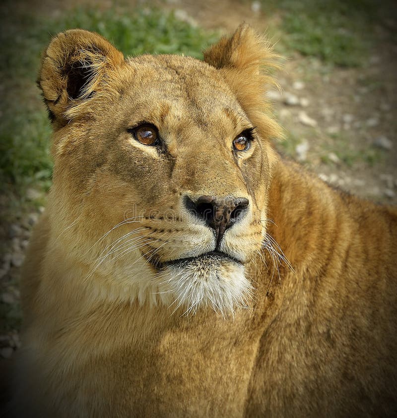 Portrait De Lionne Au-dessus D'un Arbre Image stock - Image du nature ...