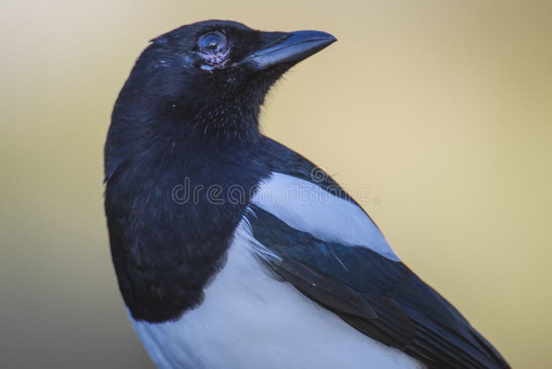 Portrait D'une Pie Eurasienne, (pica De Pica) Photo stock - Image of ...