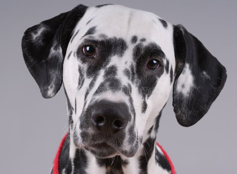 Portrait of Dalmatian stock photo. Image of shorthair - 13171152