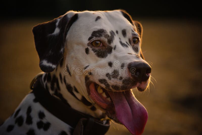 Portrait of dalmatian stock image. Image of animal, canine - 28732959
