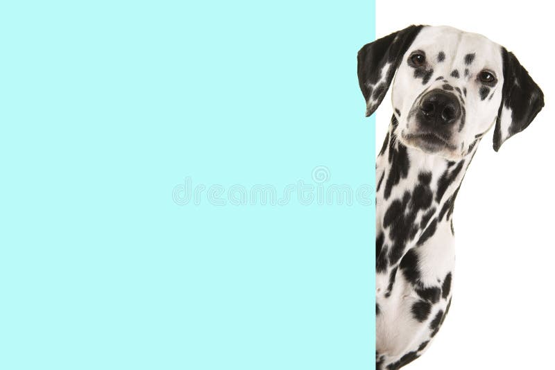 Portrait of a Dalmatian Dog Looking Around the Corner of a Blue Empty ...