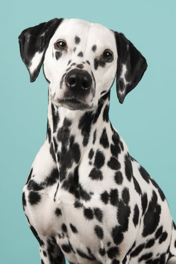 Dalmatian Dog Side View Eating from Bowl Stock Photo - Image of feeding ...