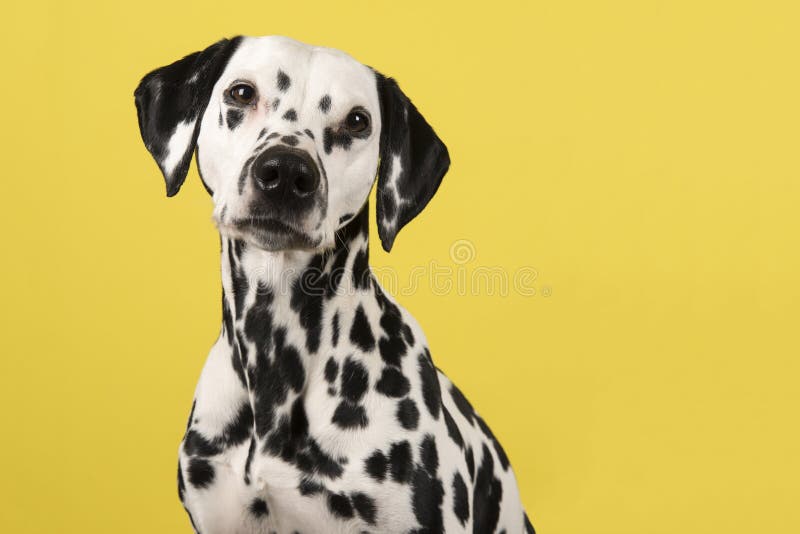 1,544 Dalmatian Yellow Stock Photos - Free & Royalty-Free Stock Photos ...