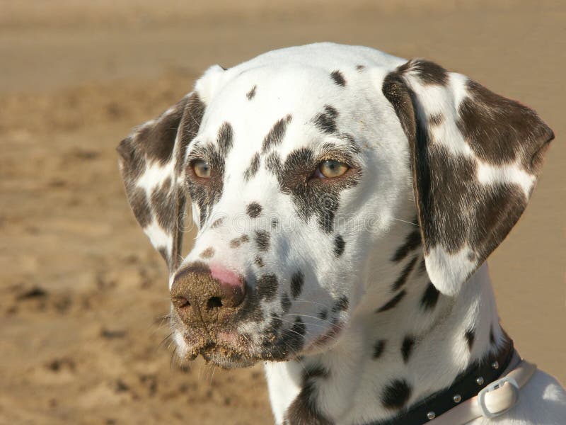 The Portrait of a Dalmatian Dog Stock Image - Image of nose, pedigree ...