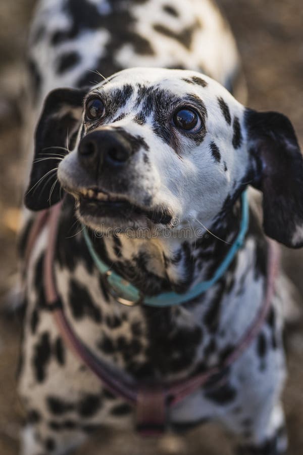 A portrait of a dalmatian stock image. Image of friends - 210352027