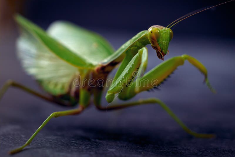 Portrait Dancing Large Green Praying Mantis on a Dark Background Stock ...